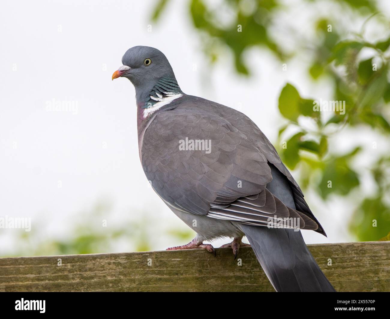Columba species hi-res stock photography and images - Alamy