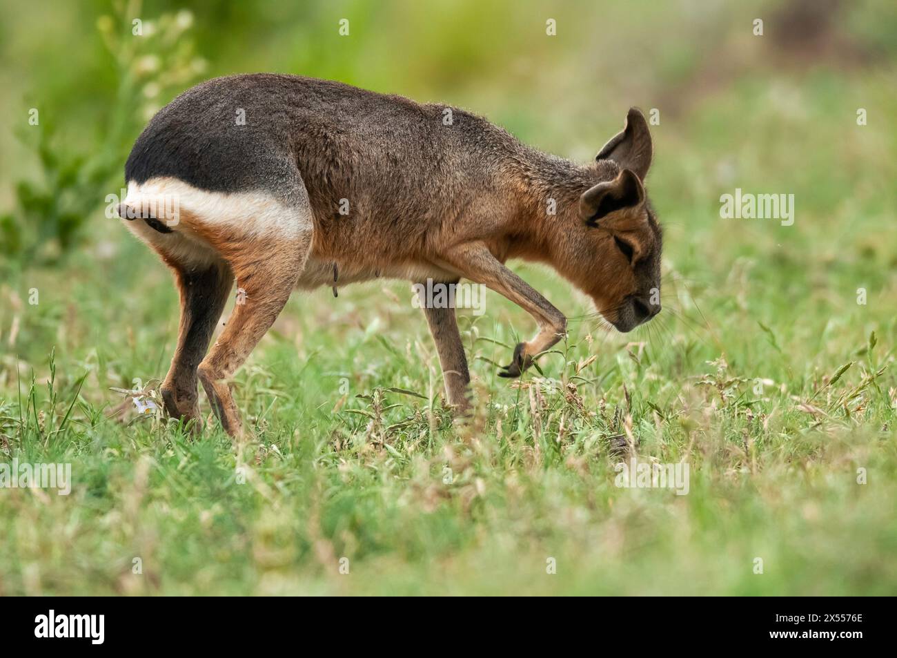 Patagonian cavi, Patagonia Mara, Peninsula Valdes, Patagonia ...
