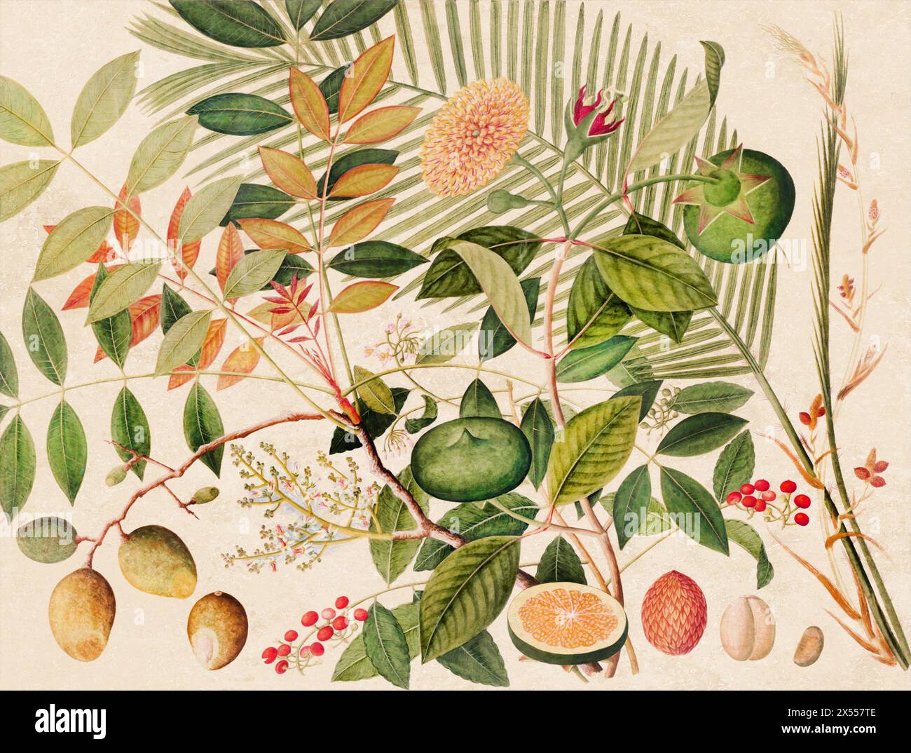 Exquisite Asian Fruit Illustration: A vibrant composition showcasing ...