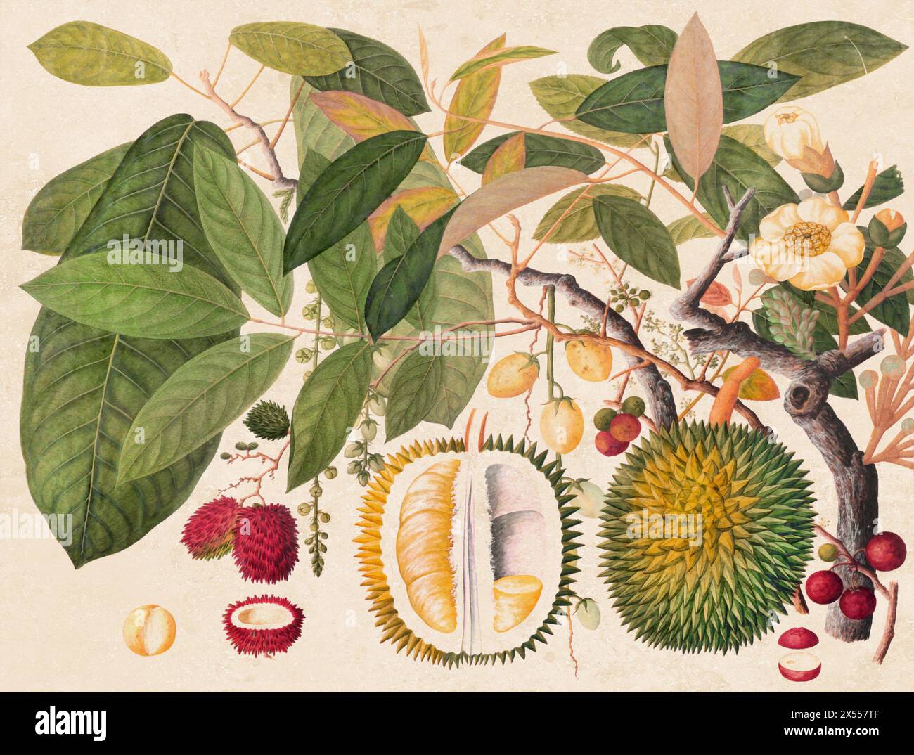 Exquisite Asian Fruit Illustration: A vibrant composition showcasing ...