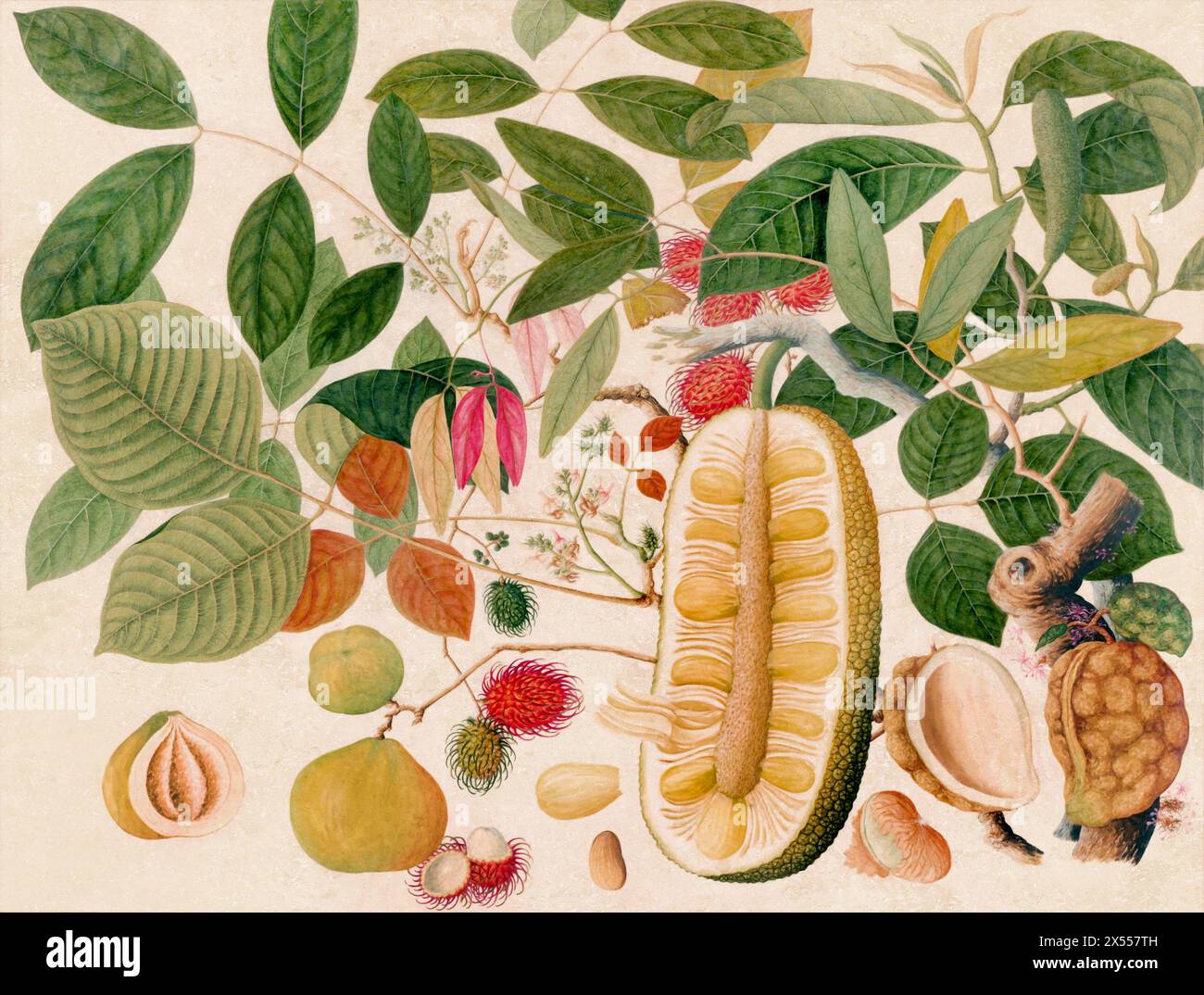 Exquisite Asian Fruit Illustration: A vibrant composition showcasing ...