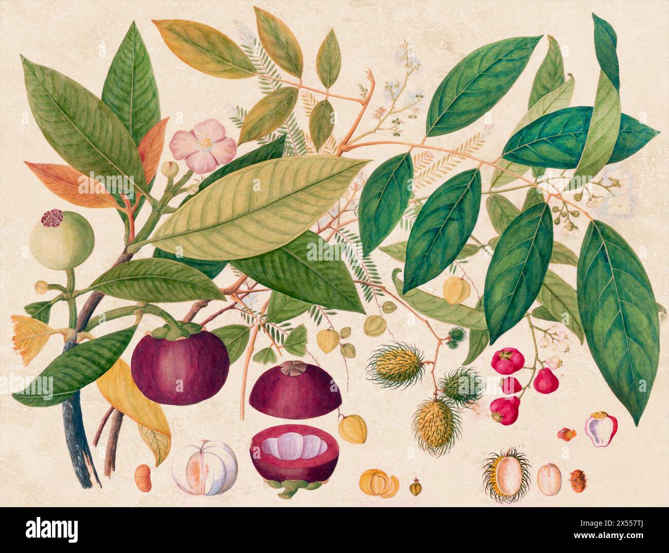 Exquisite Asian Fruit Illustration: A vibrant composition showcasing ...