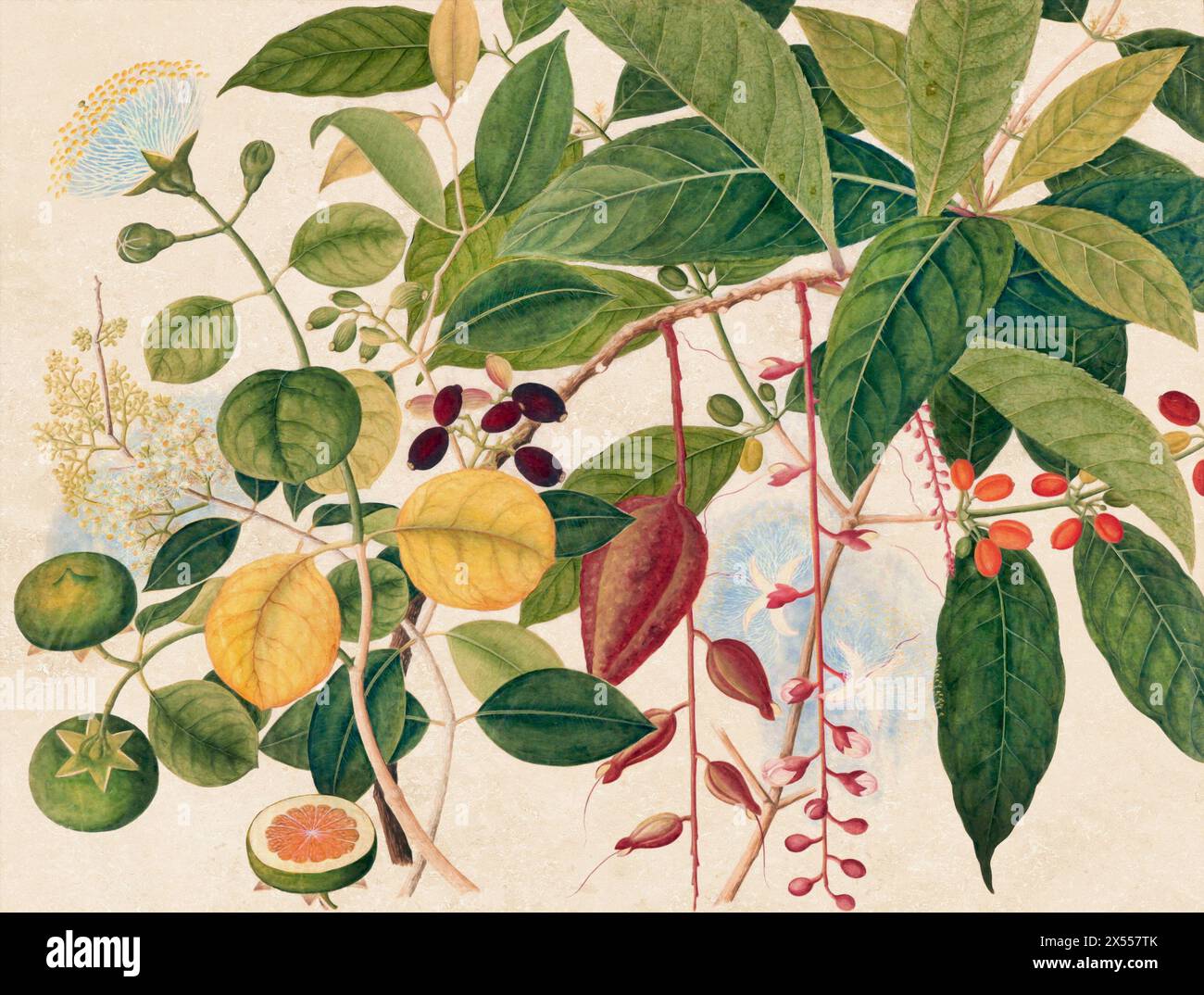 Exquisite Asian Fruit Illustration: A vibrant composition showcasing ...