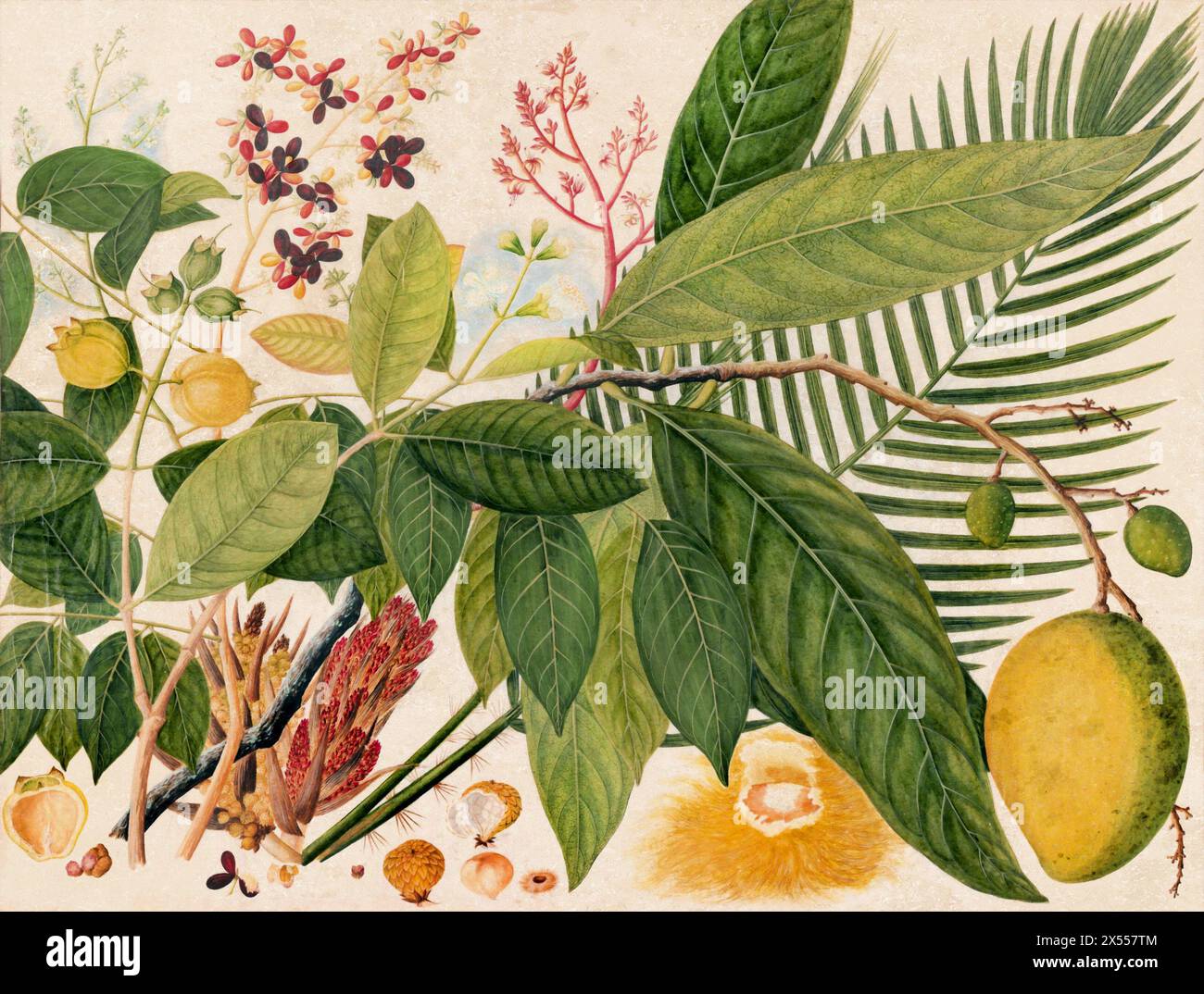 Exquisite Asian Fruit Illustration: A vibrant composition showcasing ...