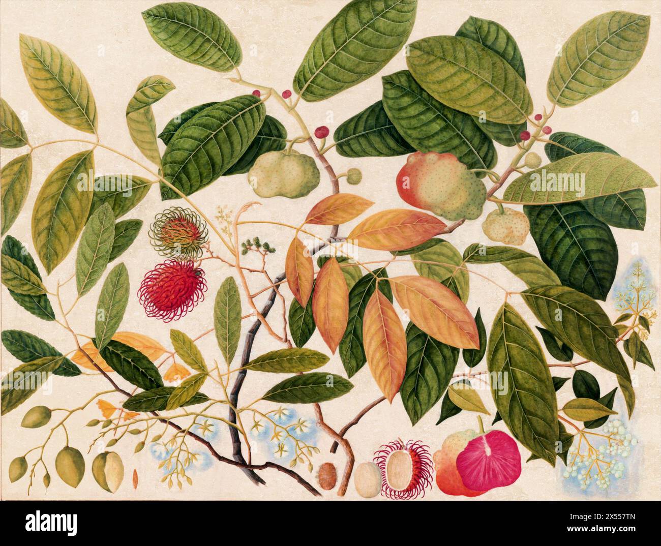 Exquisite Asian Fruit Illustration: A vibrant composition showcasing ...