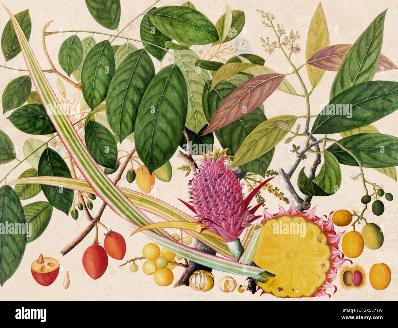 Exquisite Asian Fruit Illustration: A vibrant composition showcasing ...