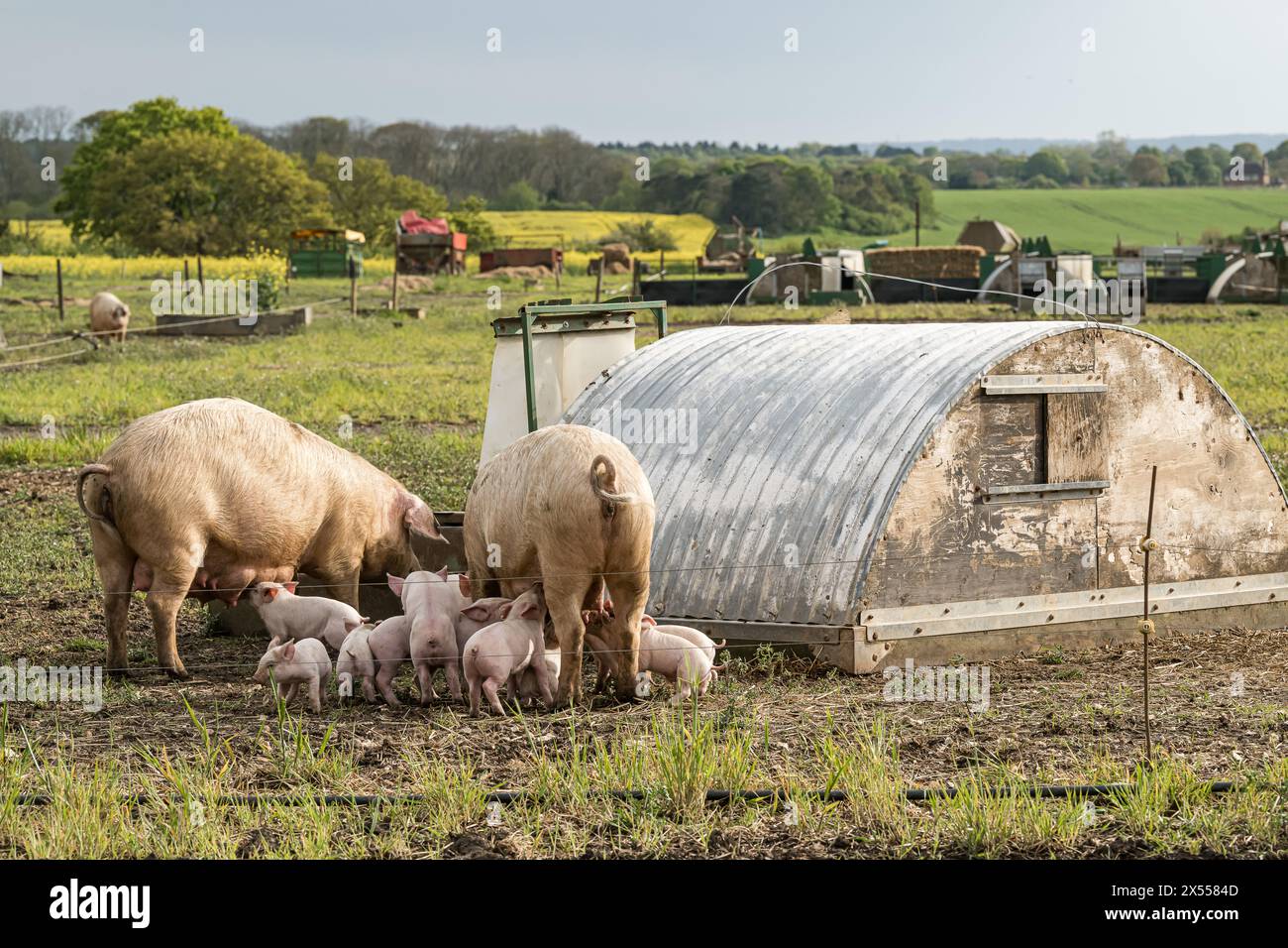 Dierwelzijn hi-res stock photography and images - Alamy