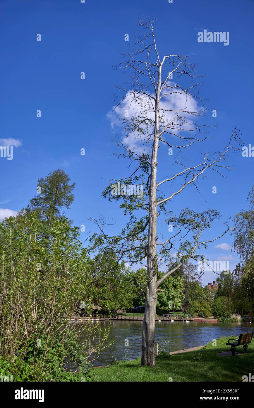 Silver birch tree winter. Betula pendula European white birch. England ...