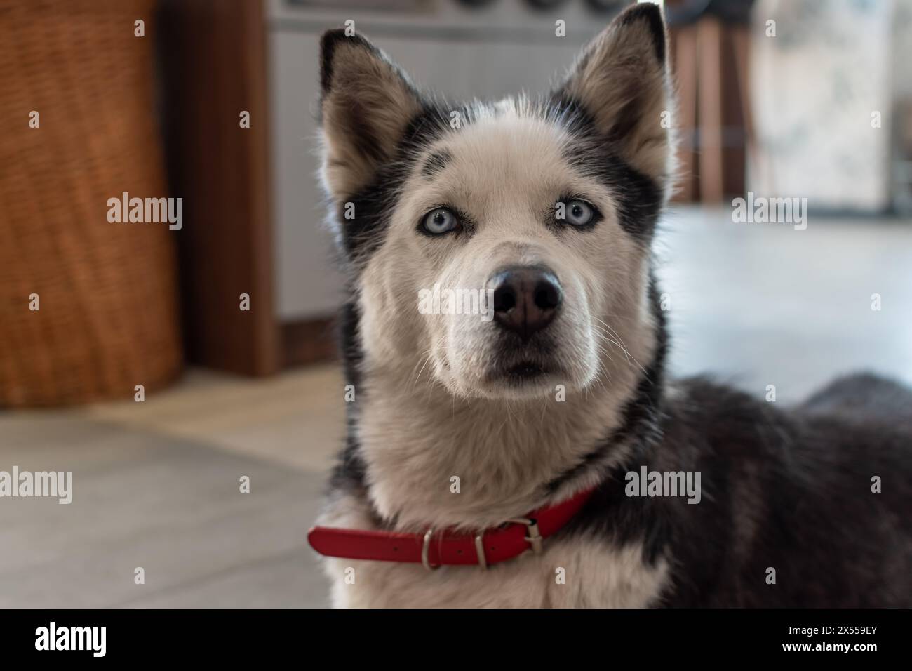 Adult husky dog with expressive eyes and intelligent look Stock Photo ...