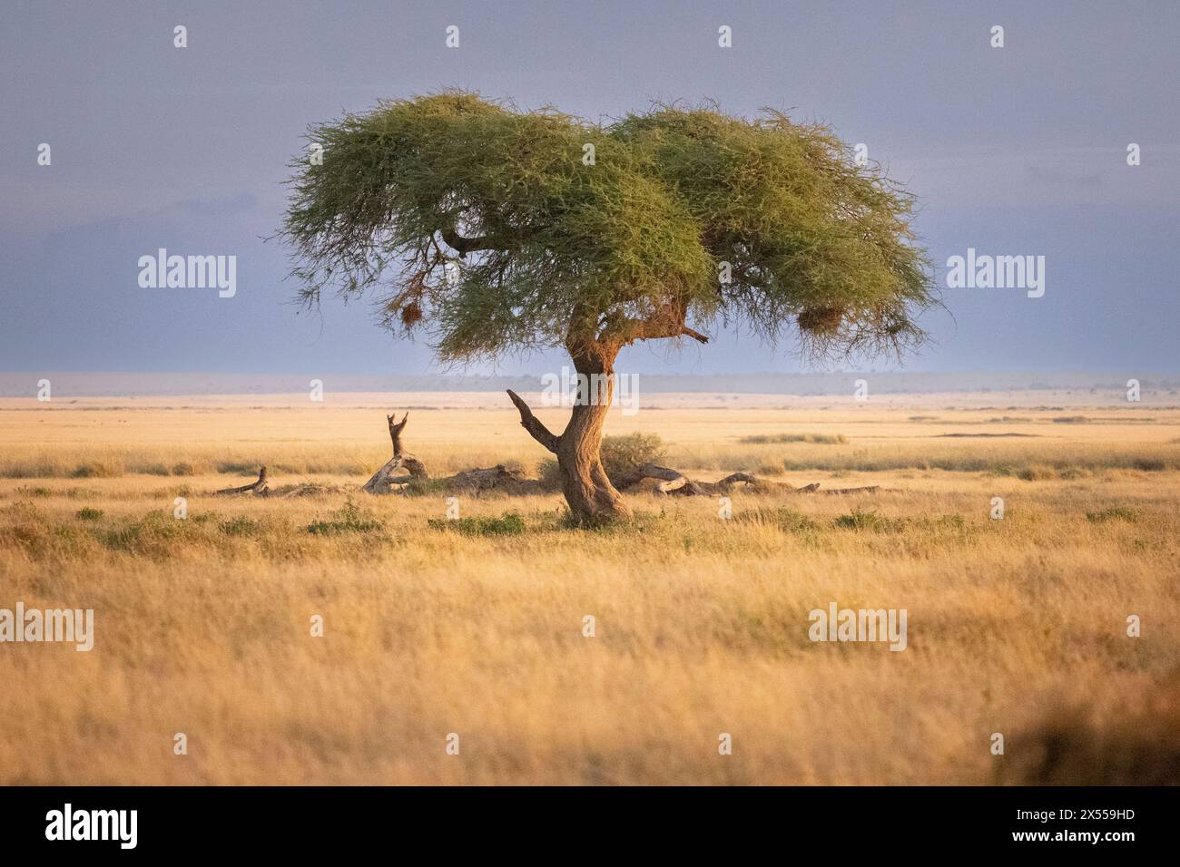 Acacia tree at Amboseli National Park in Kajiado County, Kenya, East ...