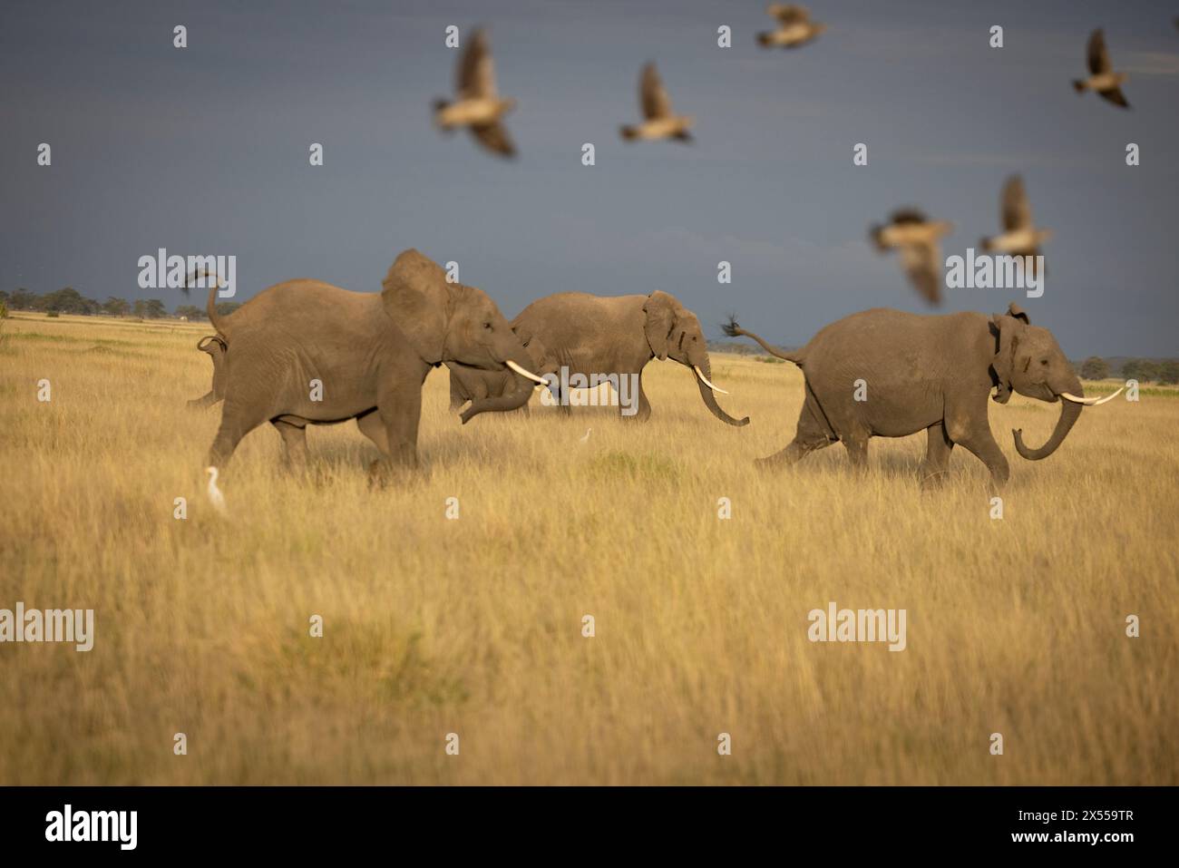 Herd of elephants with birds at Amboseli National Park in Kajiado ...