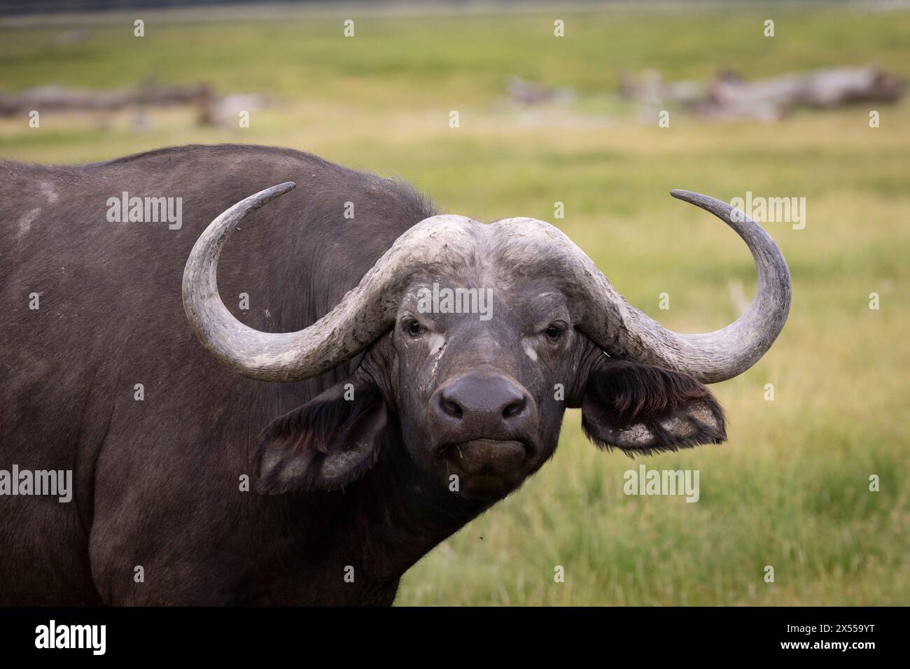 Cape buffalo at Amboseli National Park in Kajiado County, Kenya, East ...