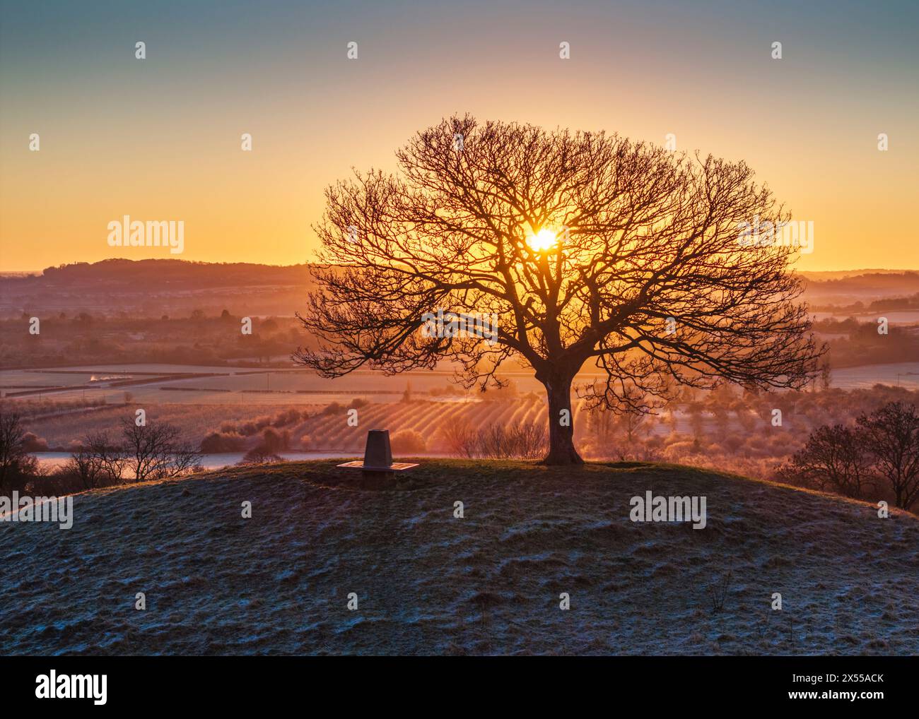 Sunrise over the lone hilltop tree at Burrow Hill Cider Farm, Somerset ...