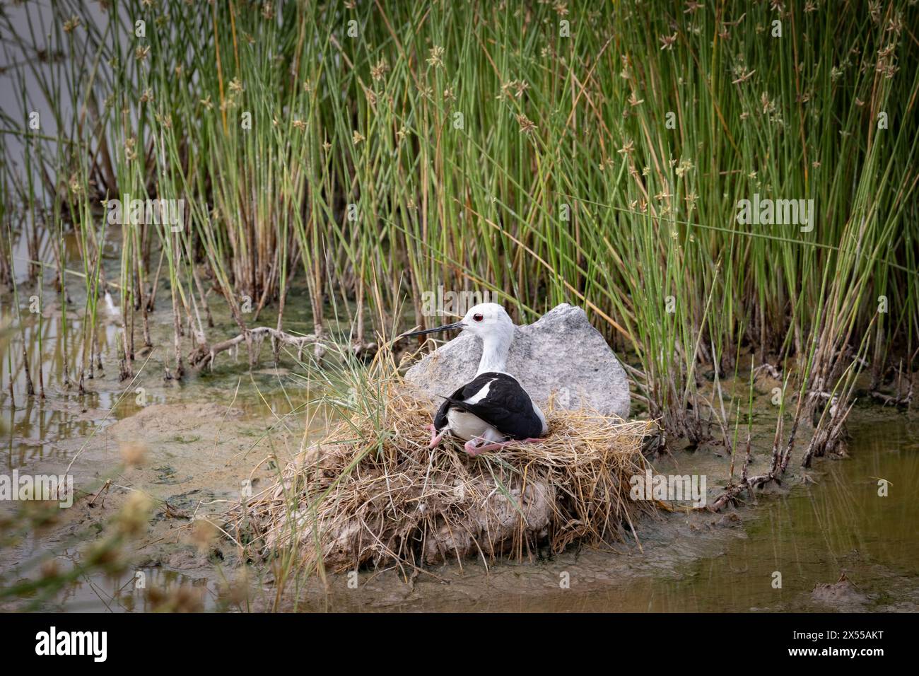 Black-winged stilt bird nesting at Amboseli National Park in Kajiado ...