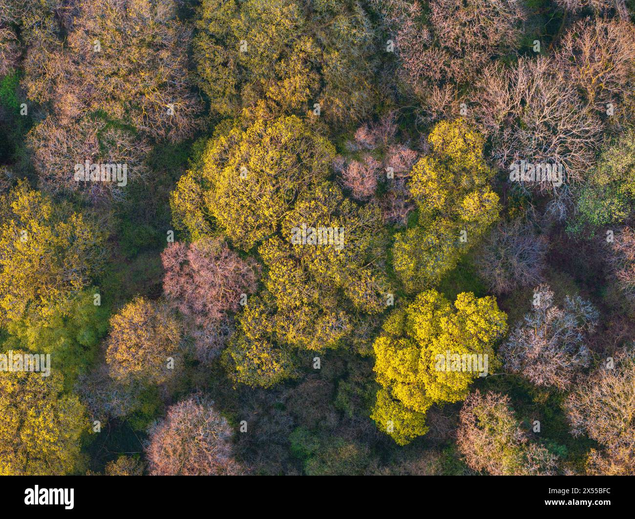 Aerial view of deciduous tree canopy in springtime, Meldon Woods ...
