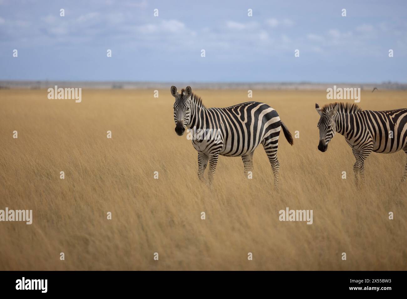 Pack of zebra at Amboseli National Park in Kajiado County, Kenya, East ...