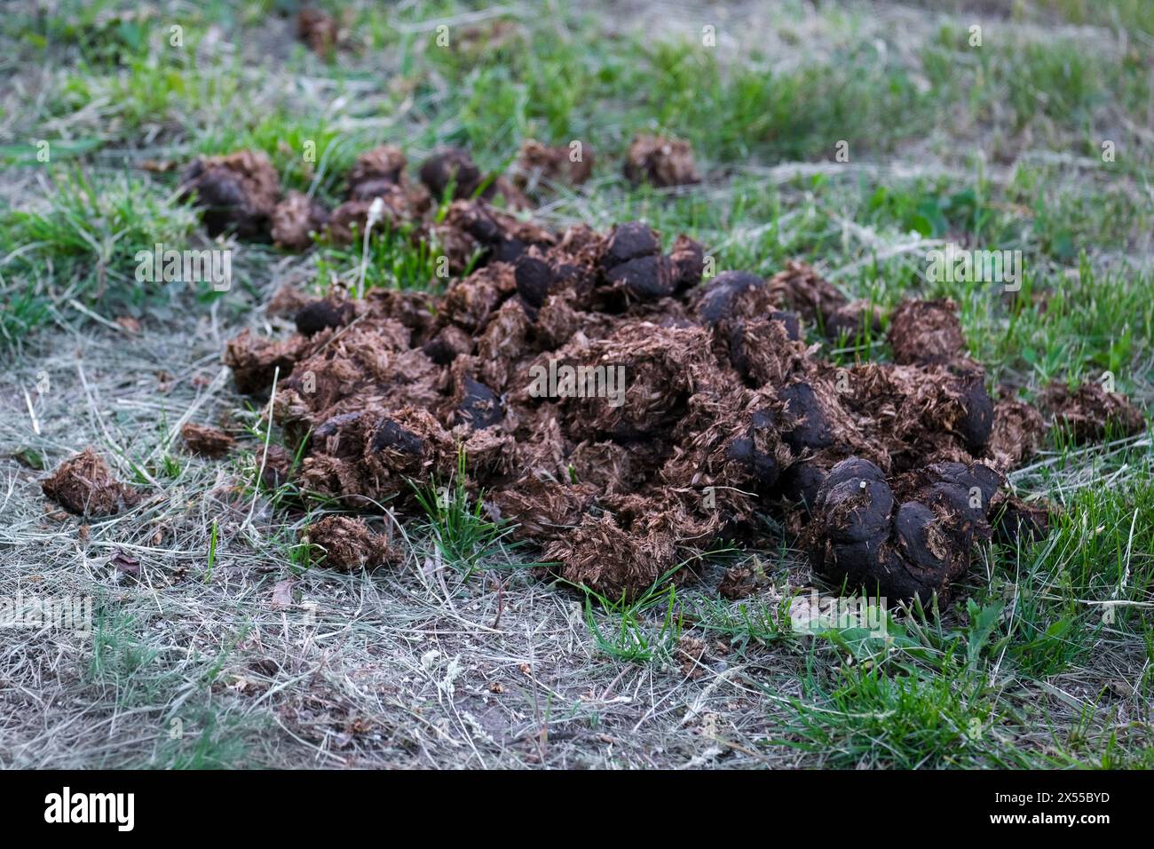 A pile of horse poop is fertilizing the ground in a field, enhancing ...