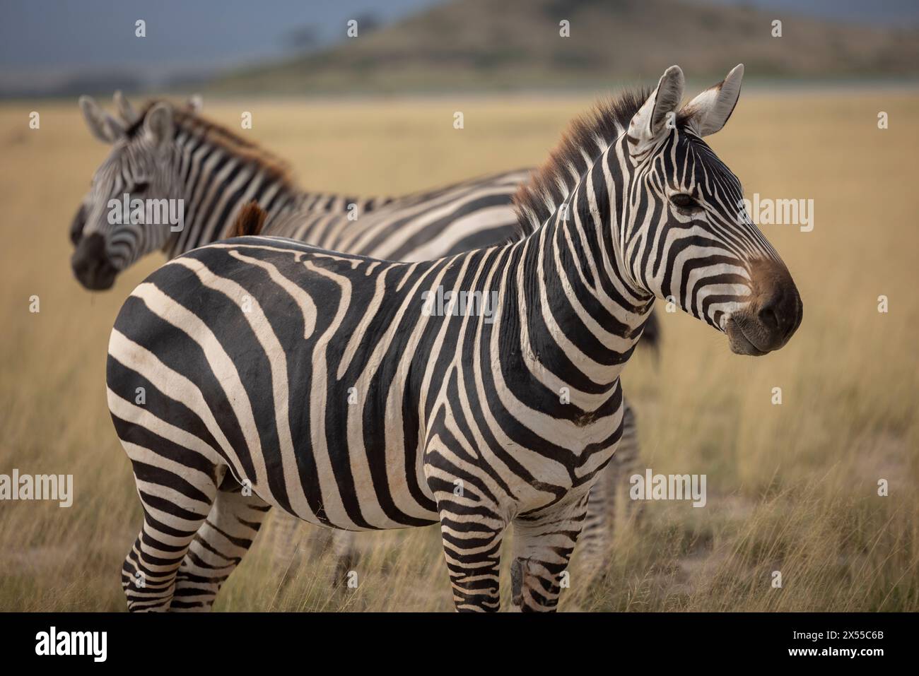 Pack of zebra at Amboseli National Park in Kajiado County, Kenya, East ...