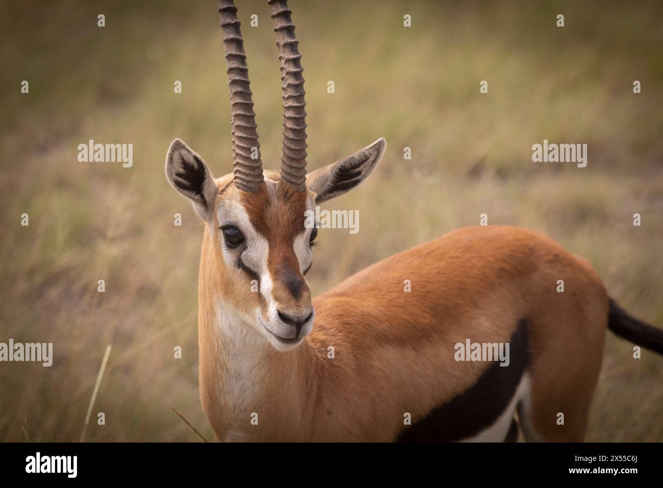 Gazelle in Amboseli National Park in Kajiado County, Kenya, East Africa ...