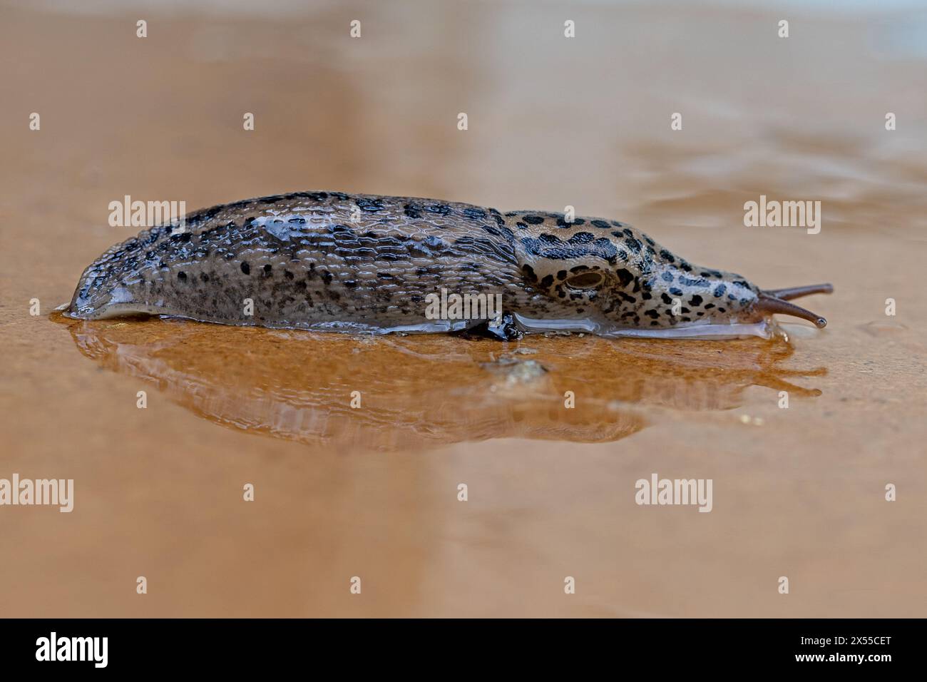 Tiger slug hi-res stock photography and images - Alamy