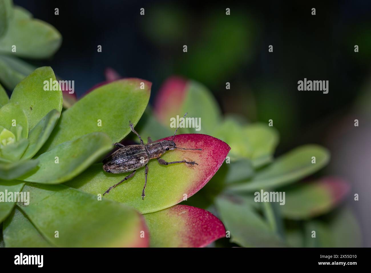Planta con insectos hi-res stock photography and images - Alamy