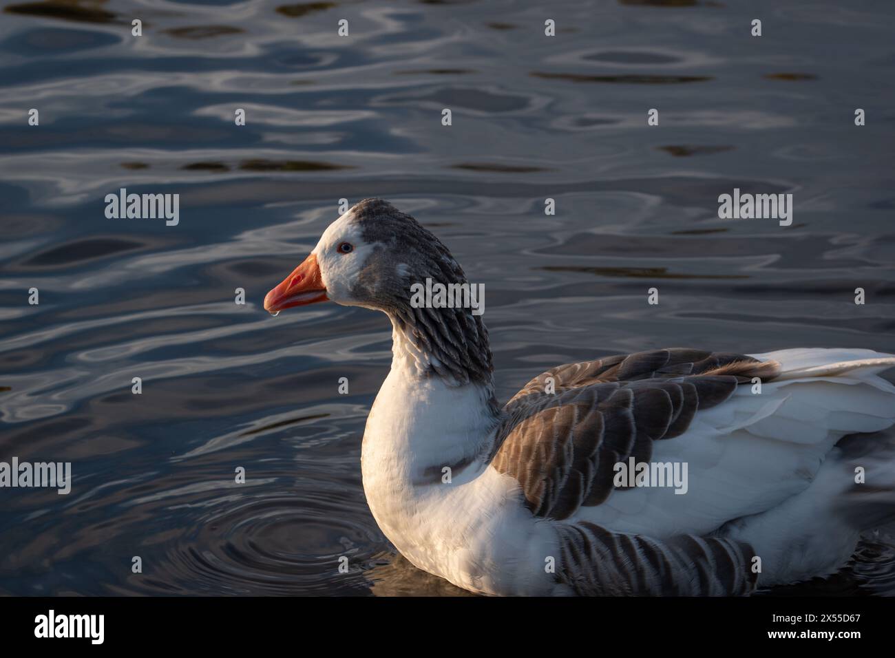 Gansos animales hi-res stock photography and images - Alamy