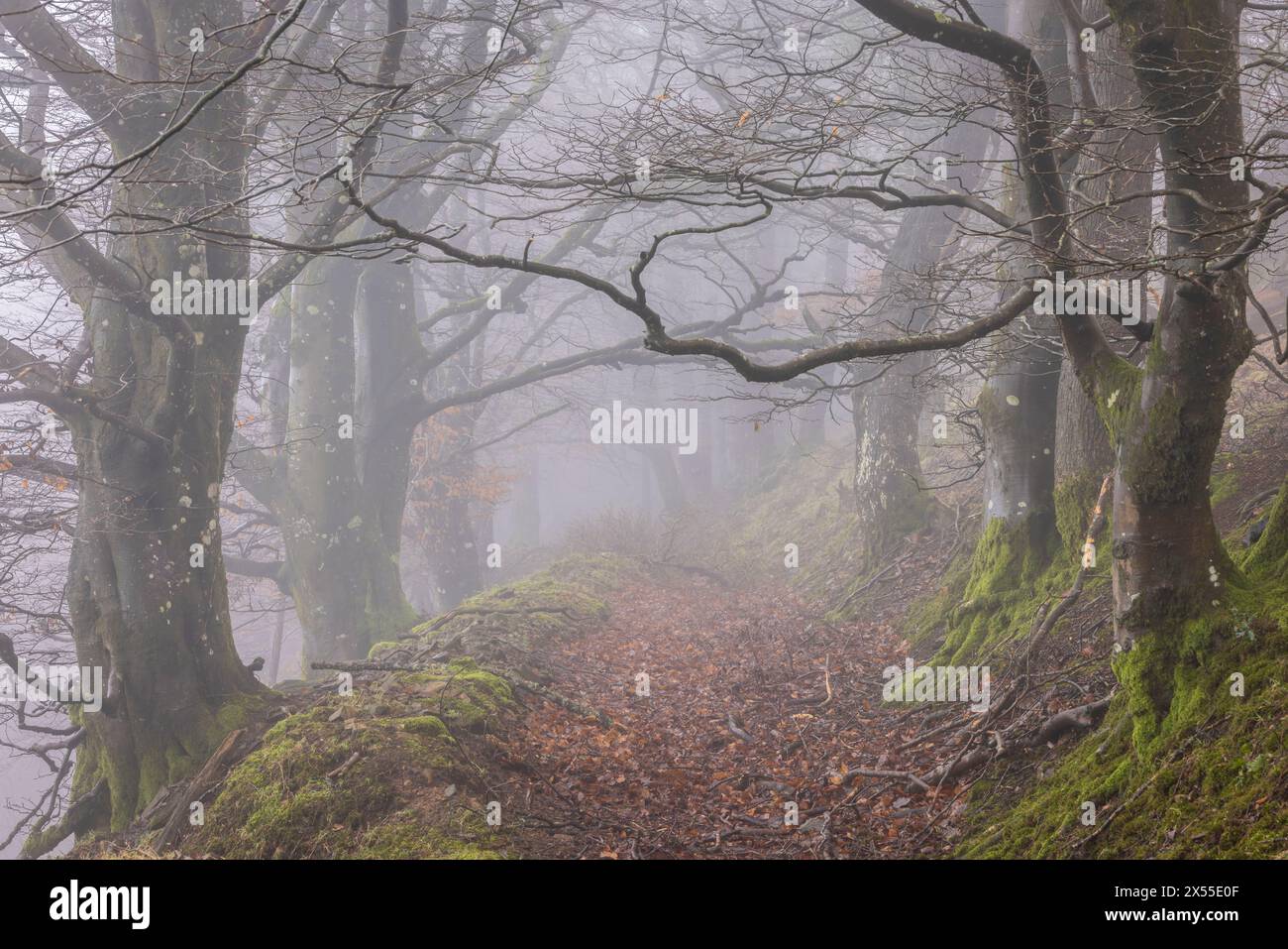 Foggy path through trees in Hannicombe Wood, Dartmoor National Park ...