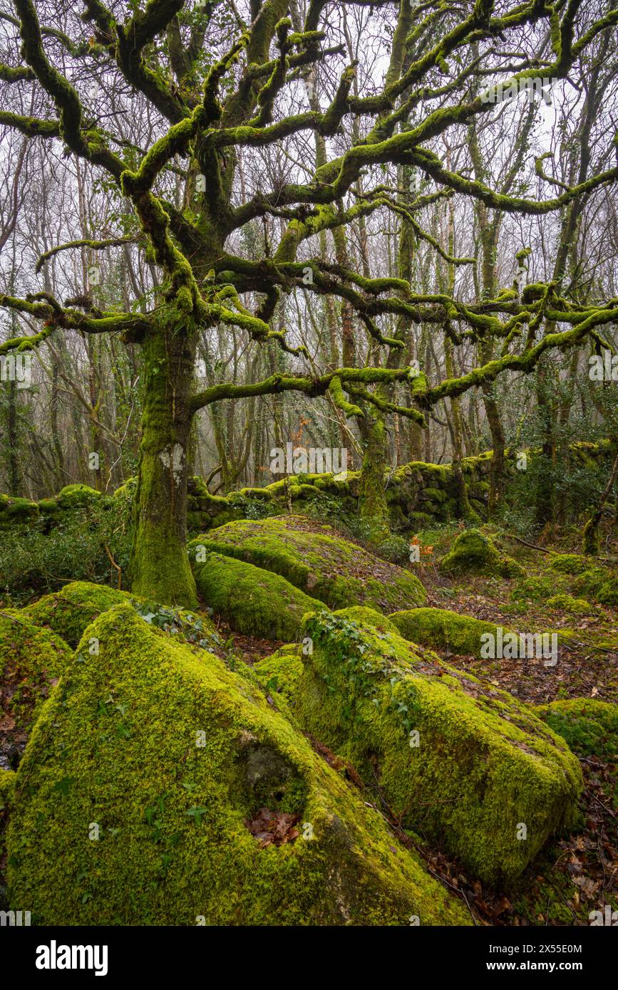 Moss covered trees and boulders in Dartmoor National Park, Devon ...