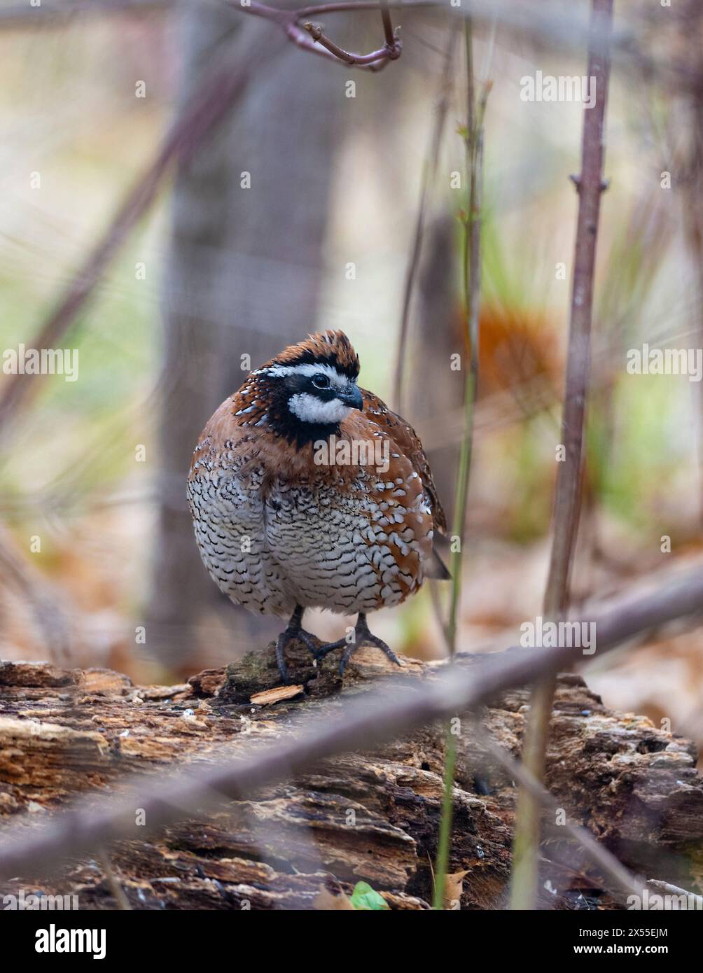 Male bobwhite hi-res stock photography and images - Alamy