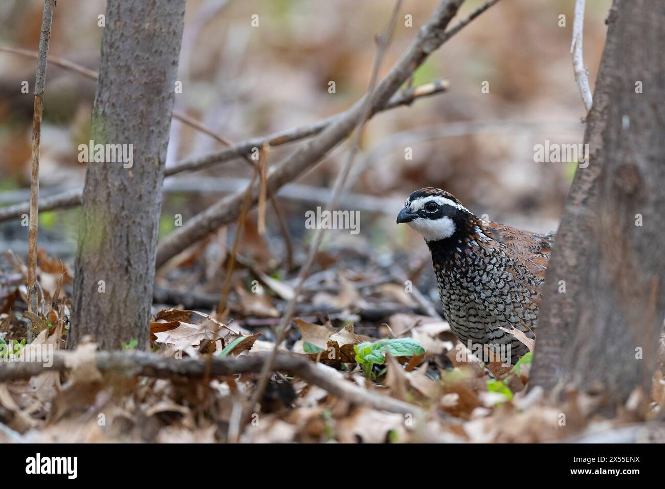 Quail male and female hi-res stock photography and images - Alamy