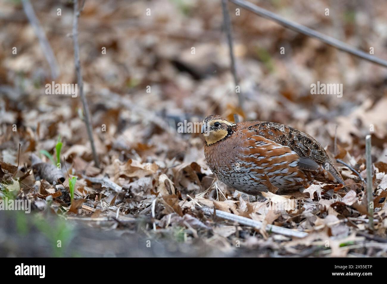 Bobwhite Quail on a spring day Stock Photo - Alamy
