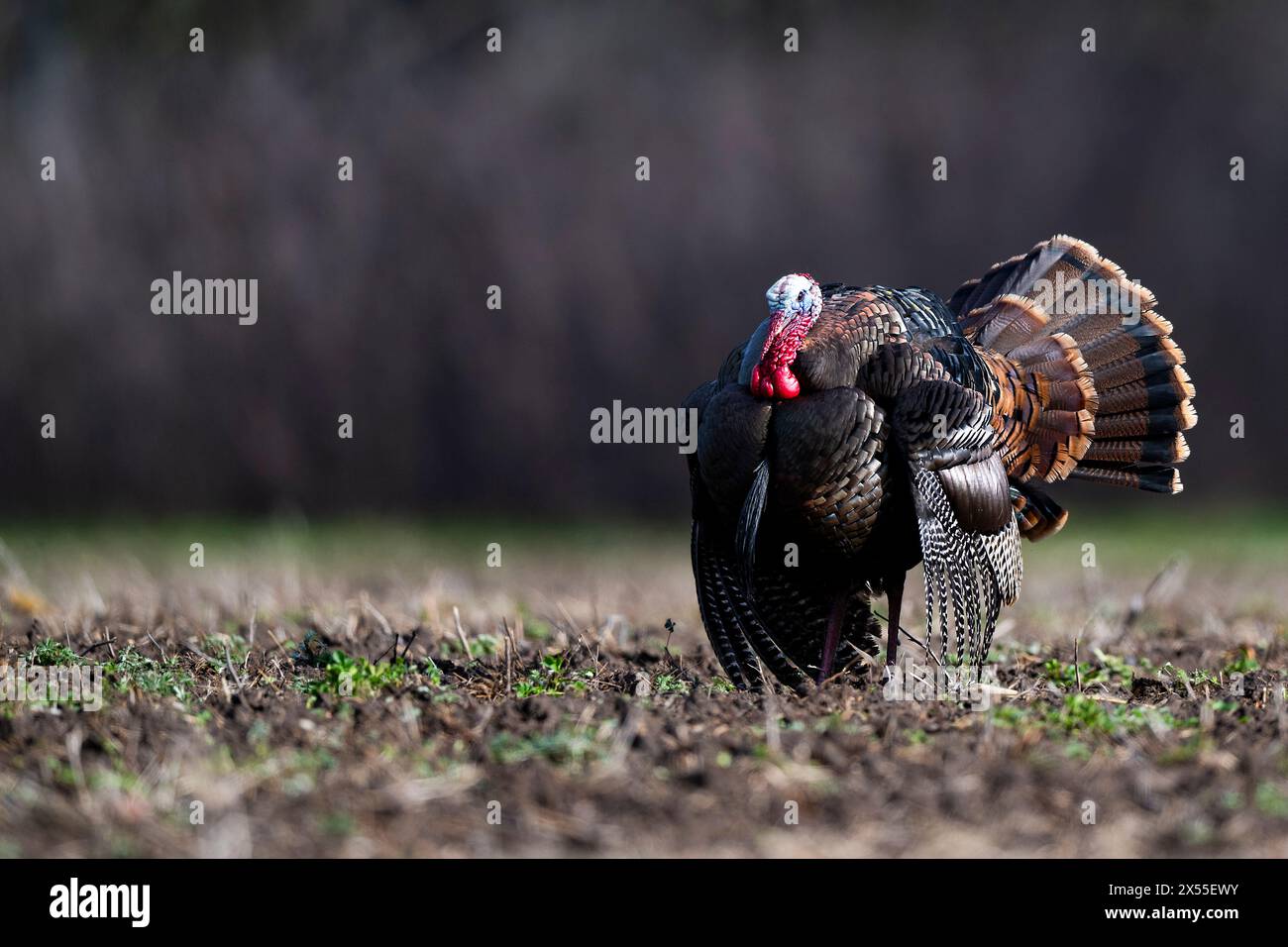Wild Turkey out strutting on a spring morning in Minnesota Stock Photo ...