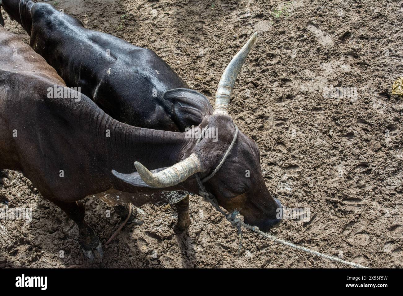 Top view of a black ox with big horns. Bovine animal Stock Photo - Alamy