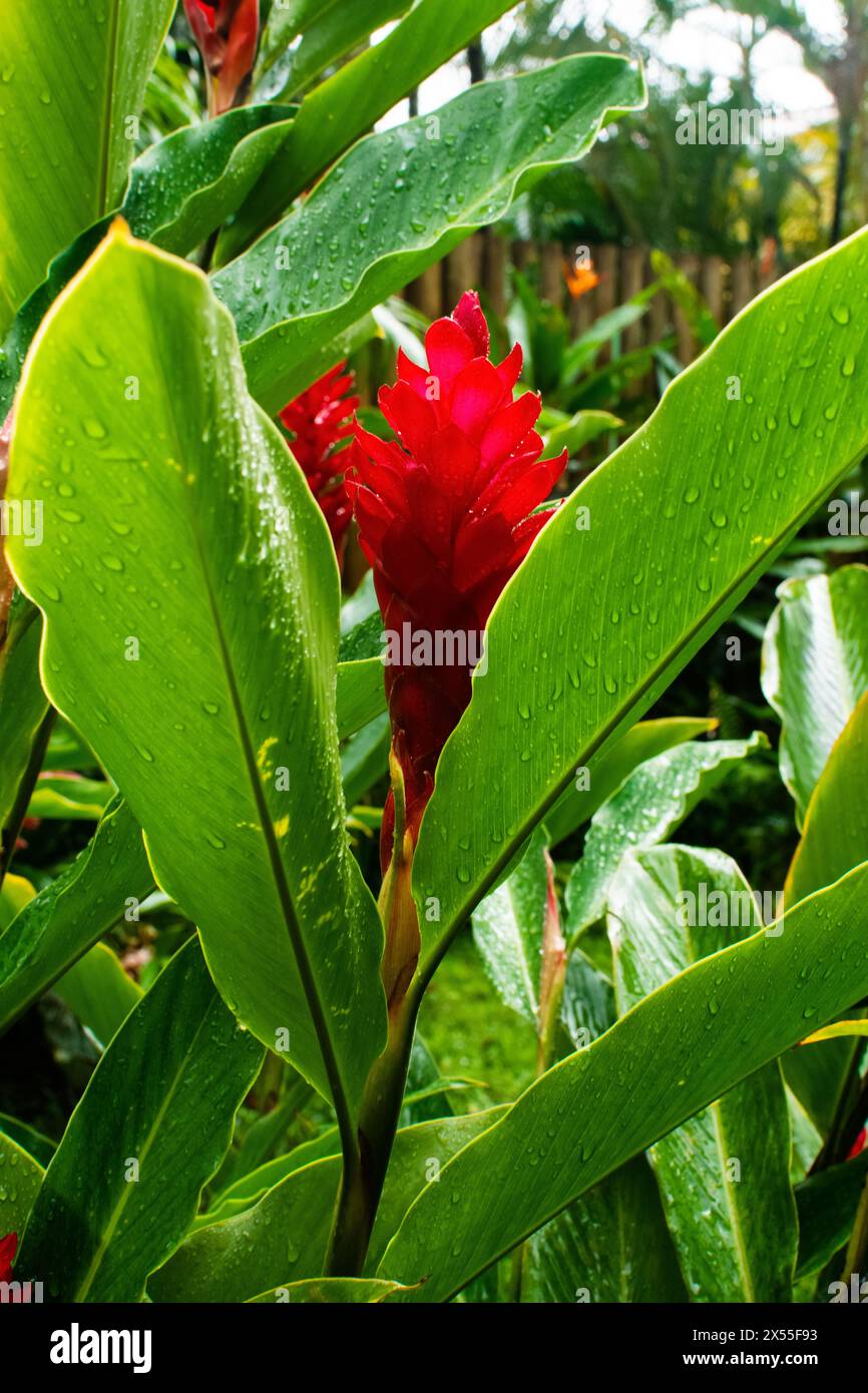 Garden with the Alpinia purpurata plant, also known as red ginger ...