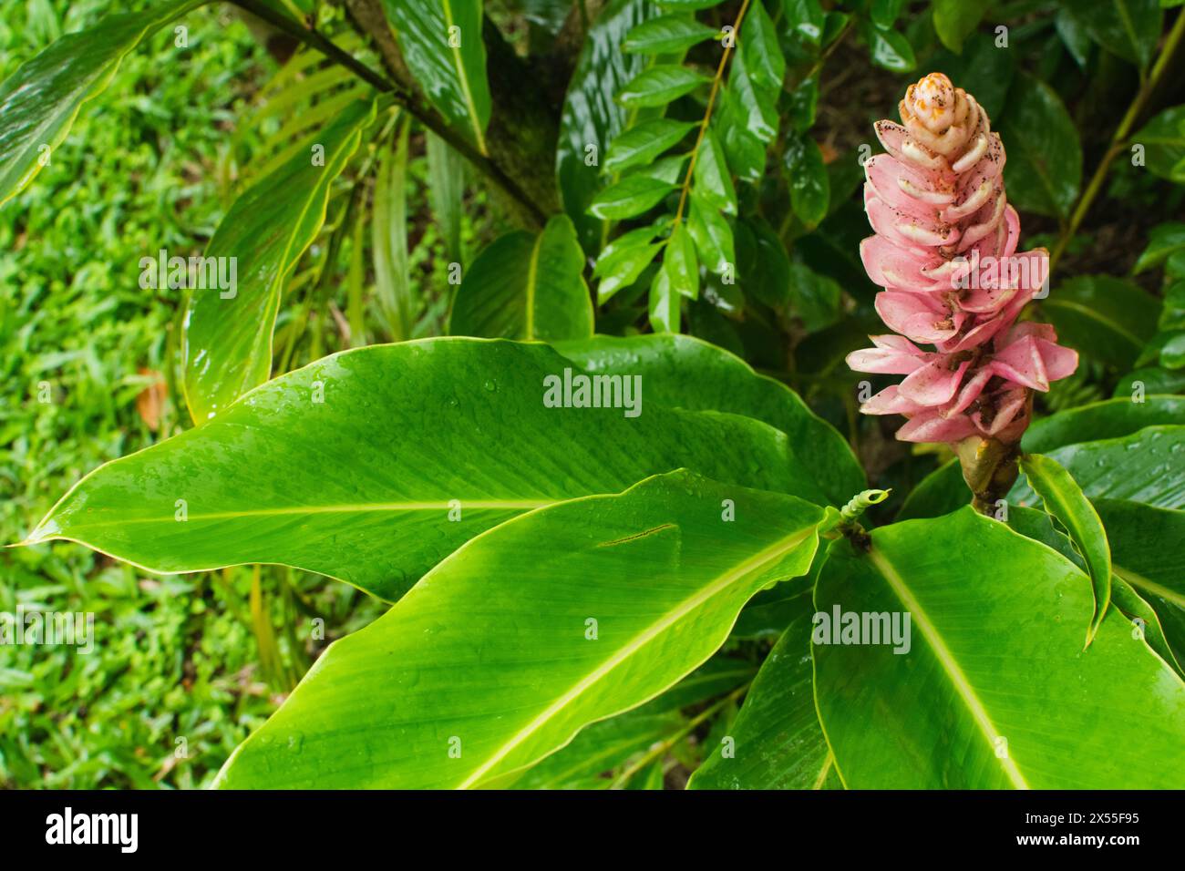 Alpinia purpurata plant, also known as red ginger. Plants and flowers ...