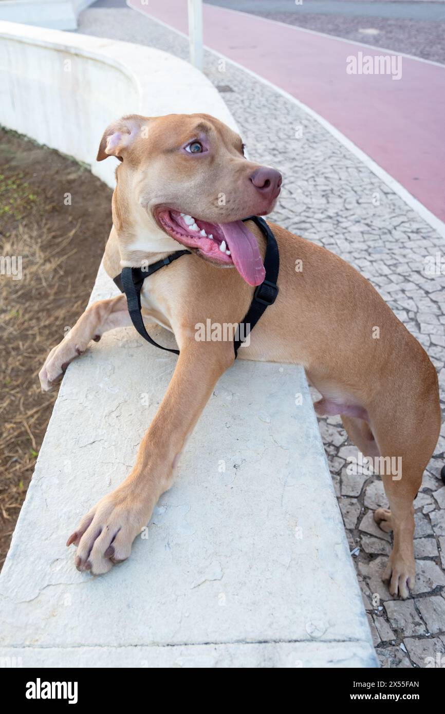 Docile pitbull dog, on a leash, brown looking at the sea from the shore ...