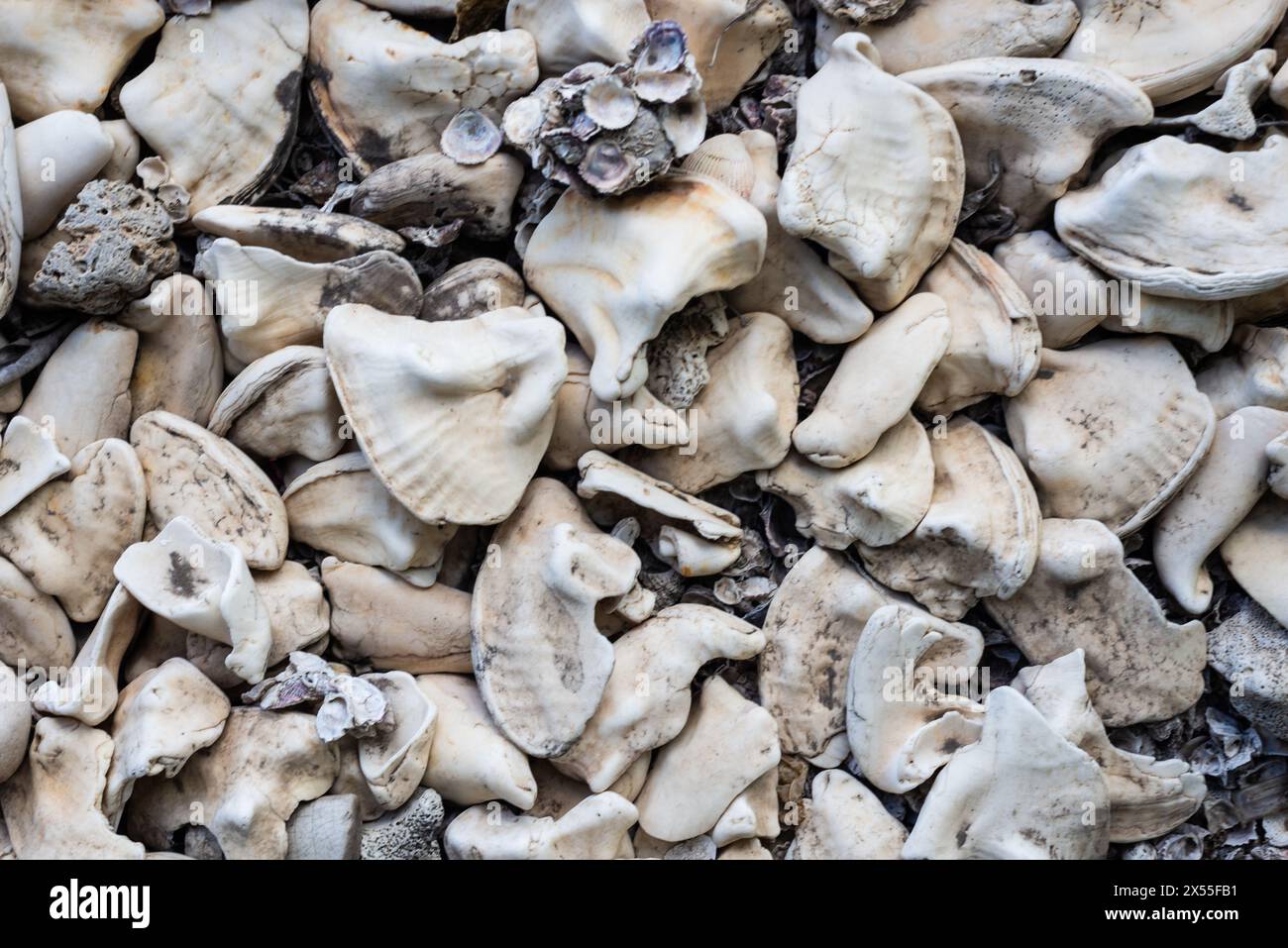 Several white sea shells together forming a texture. Nature in art ...