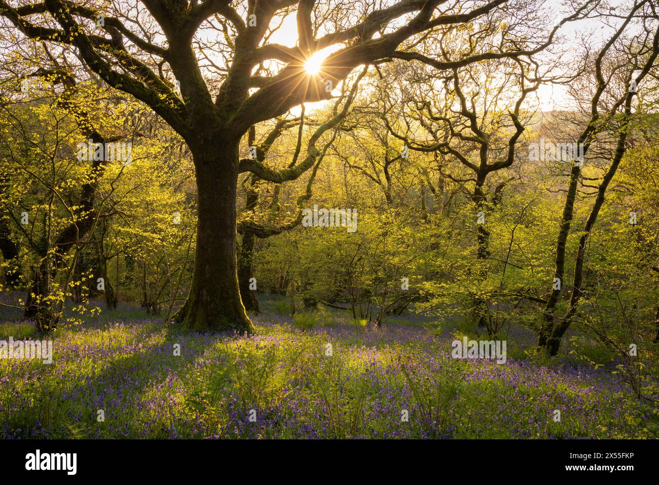 Bluebells flowering in springtime in Meldon Woods, Dartmoor National ...