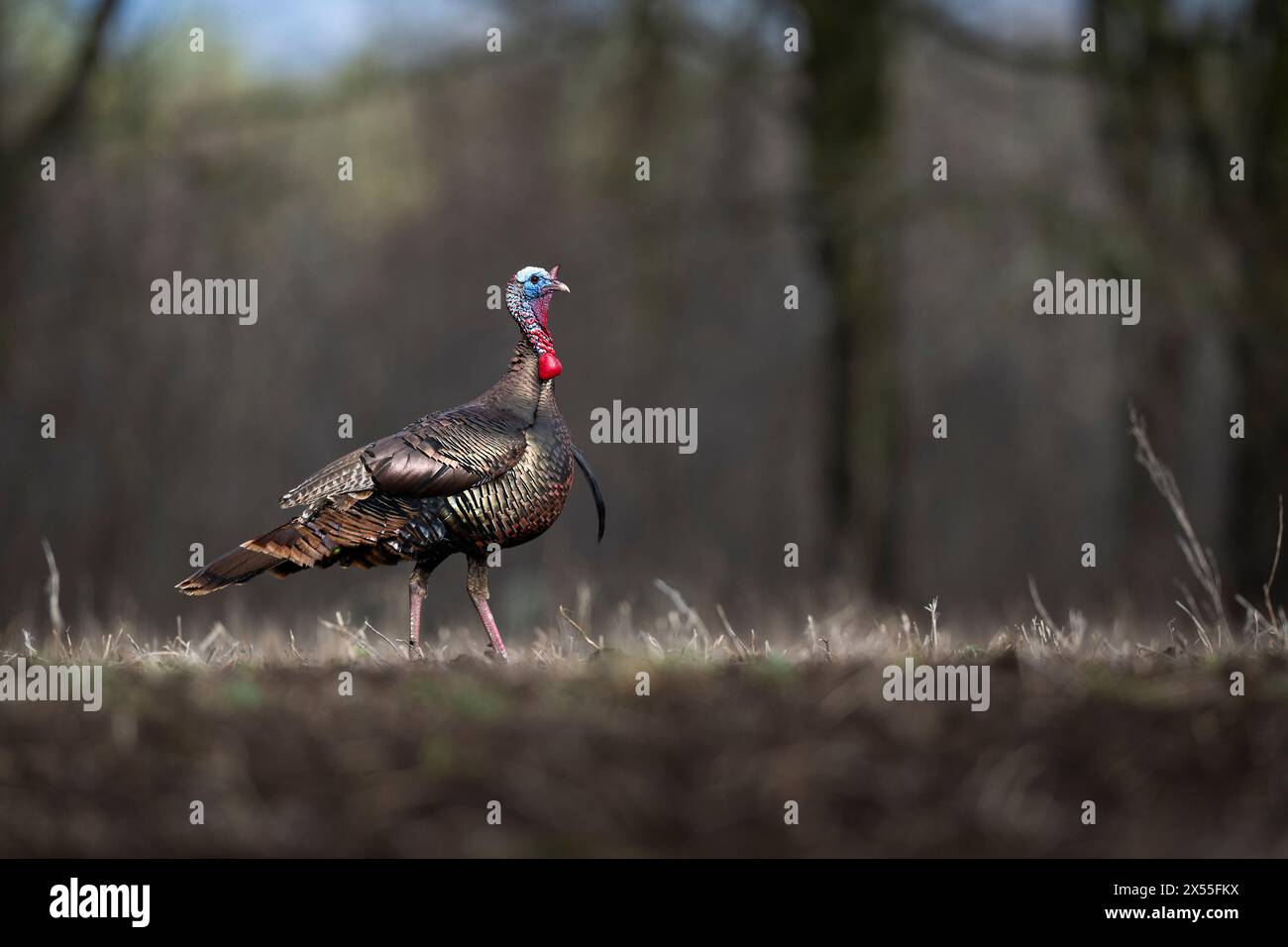 Wild Turkey out strutting on a spring morning in Minnesota Stock Photo ...