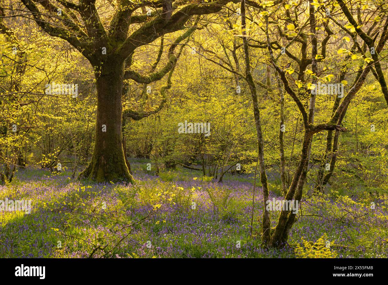 Bluebells flowering in springtime in Meldon Woods, Dartmoor National ...