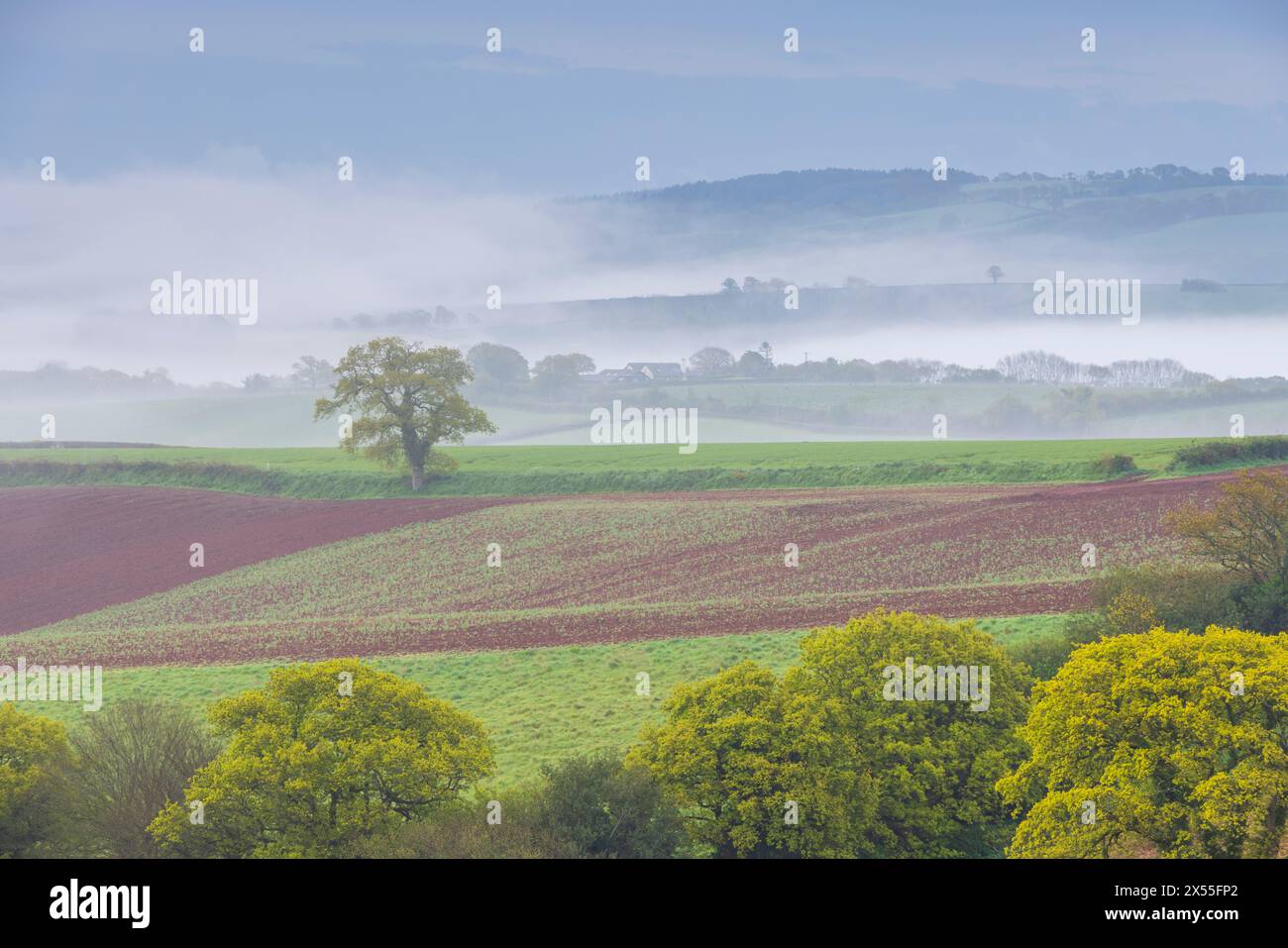 Beautiful rolling countryside on a misty morning, Crediton, Devon ...