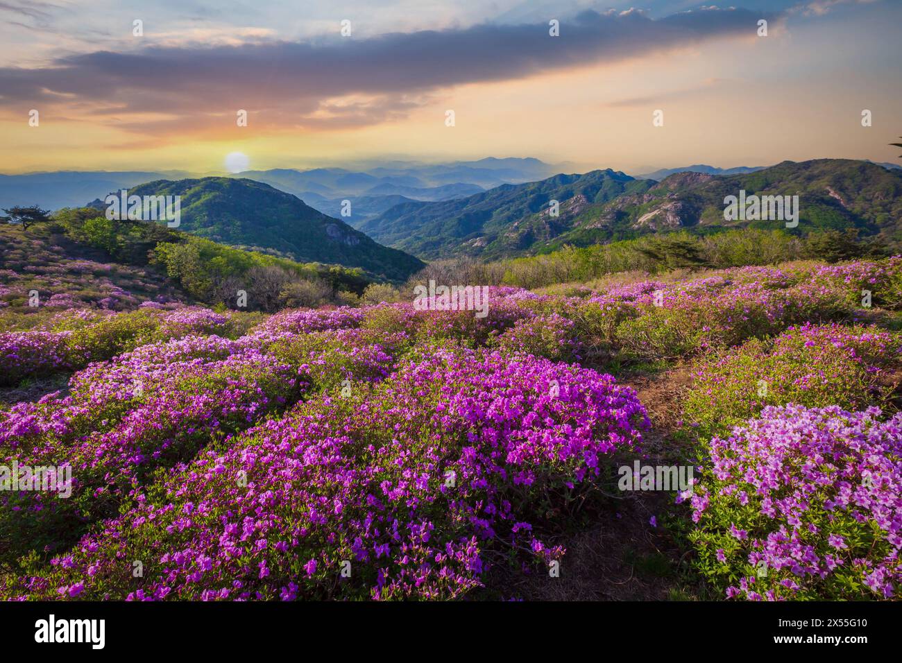 spring view of pink azalea flowers at Hwangmaesan Mountain with the ...