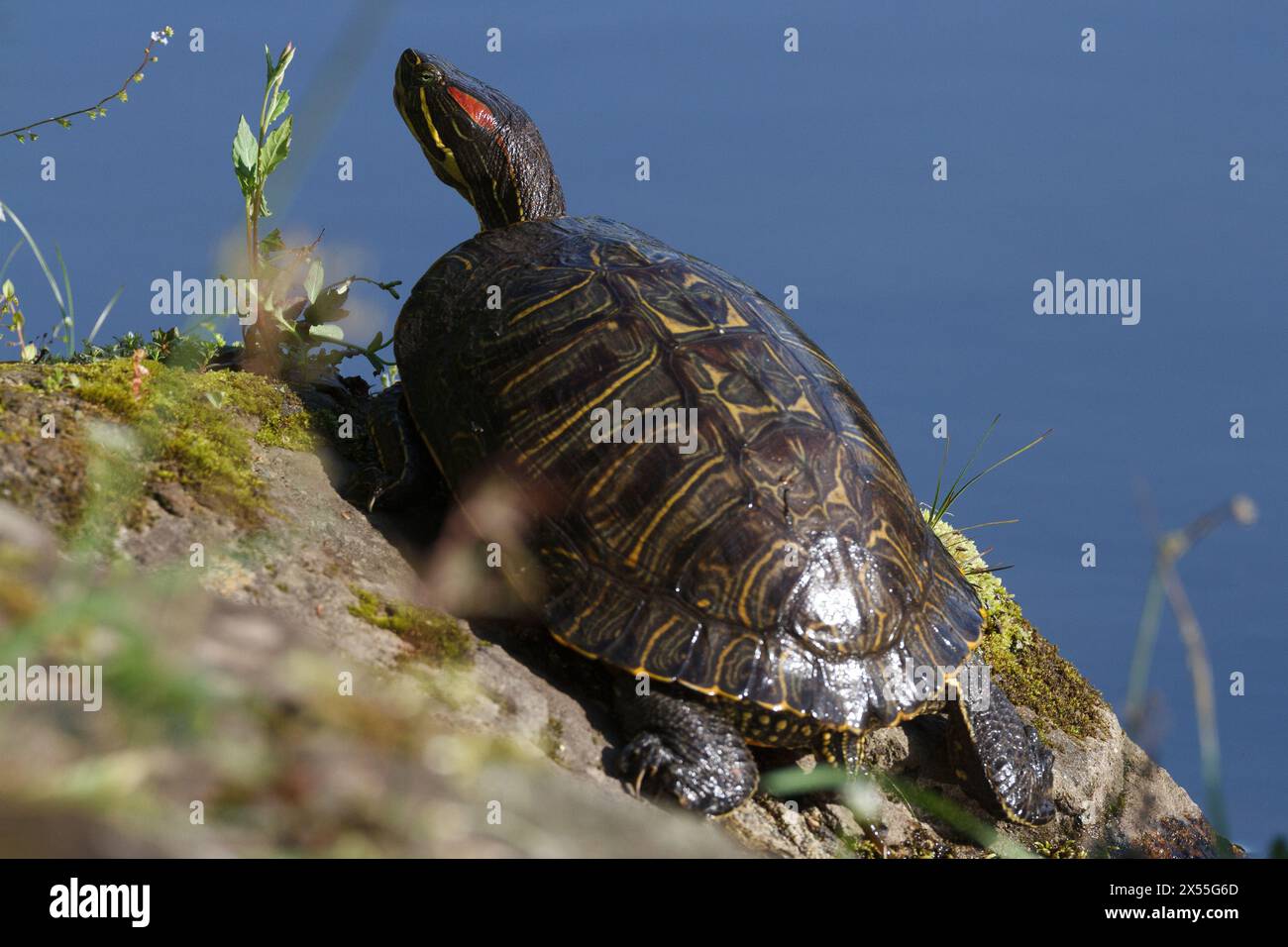 Reptiles in japan hi-res stock photography and images - Alamy