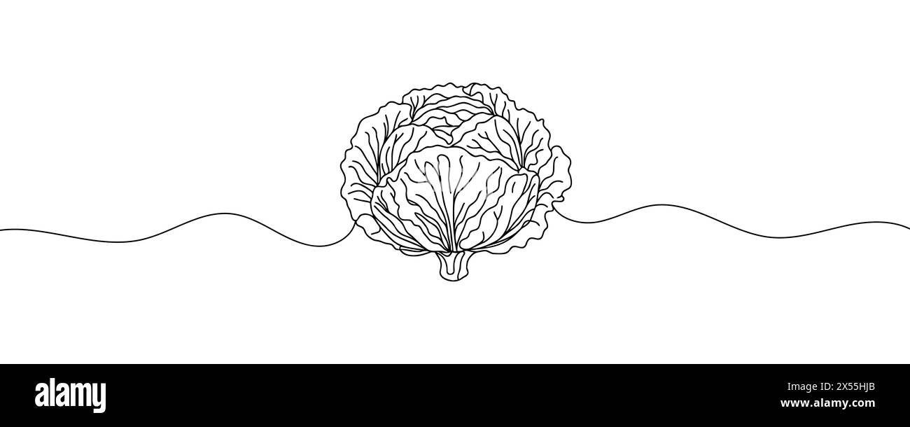 Head lettuce in continuous line art drawing style. Iceberg or crisphead ...