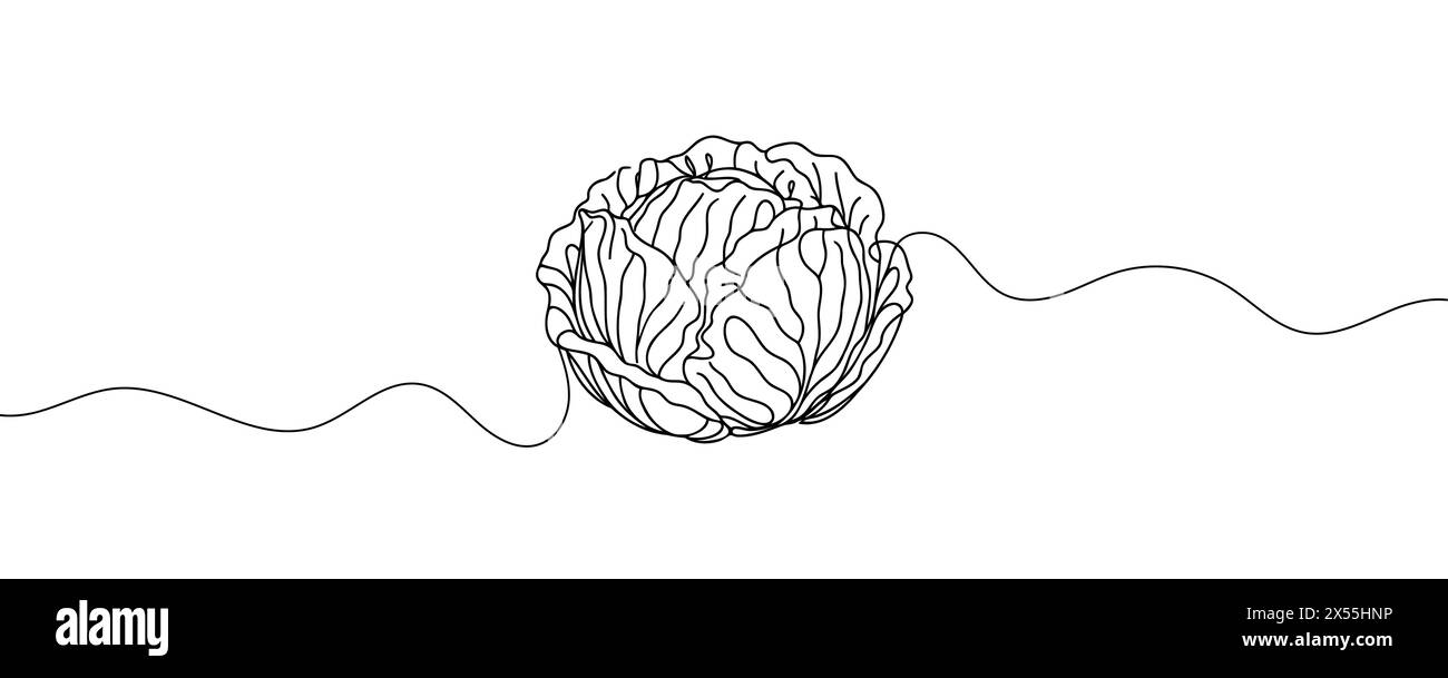 Head lettuce in continuous line art drawing style. Iceberg or crisphead ...
