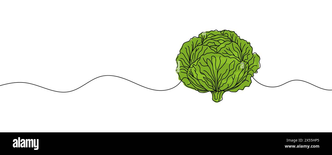 Head lettuce in continuous line art drawing style. Iceberg or crisphead ...