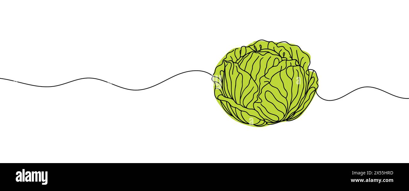 Head lettuce in continuous line art drawing style. Iceberg or crisphead ...