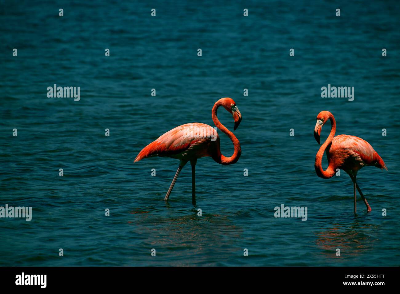 Two tone animals hi-res stock photography and images - Alamy