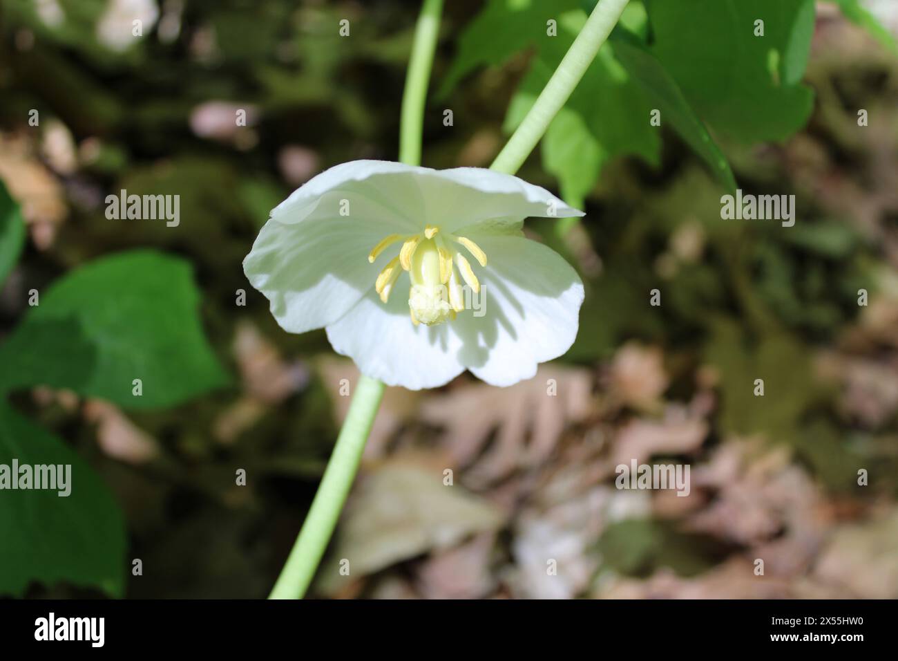Mayapple bloom hi-res stock photography and images - Alamy