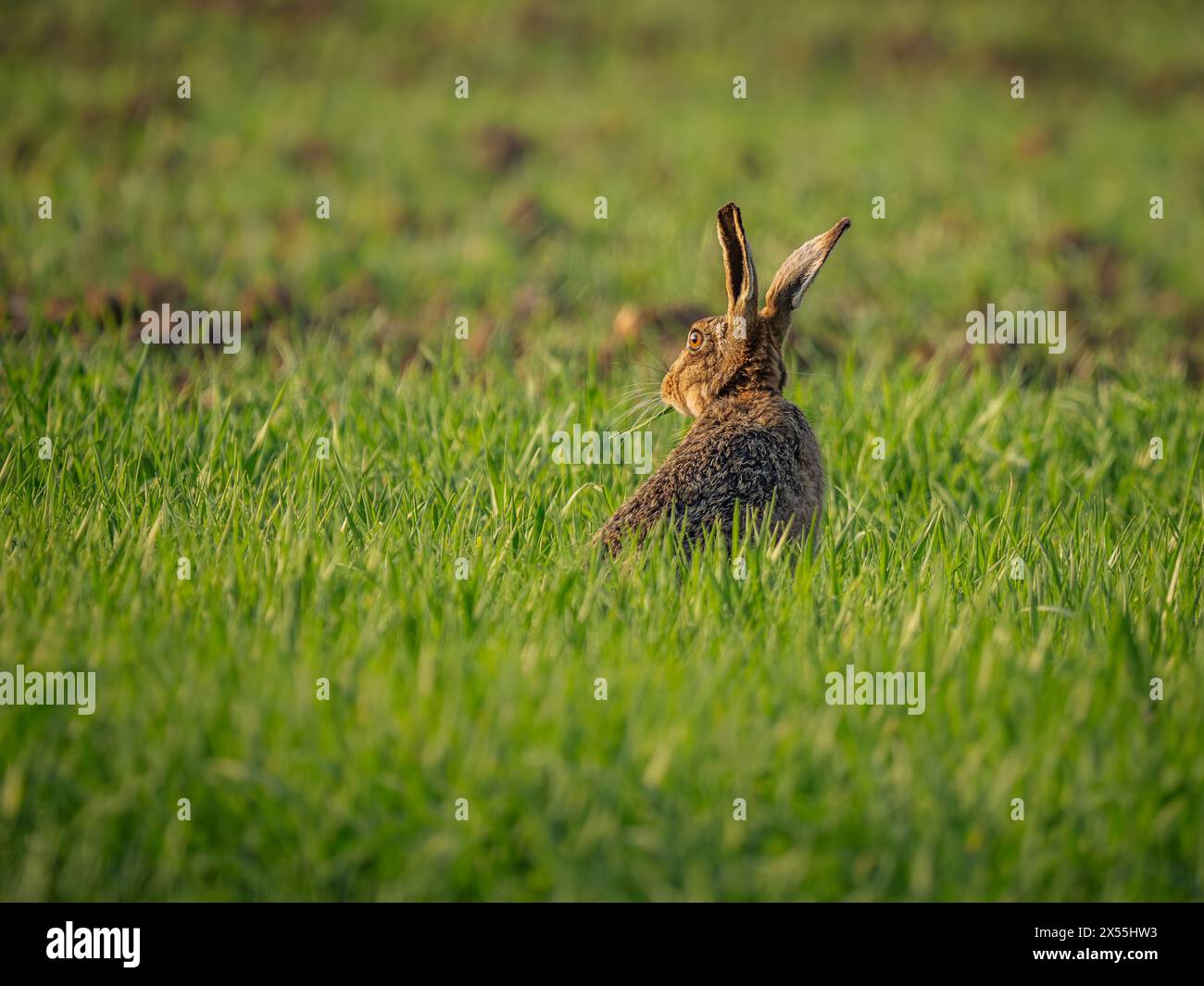 Brown Hare int he Sun sat in Grass Stock Photo - Alamy
